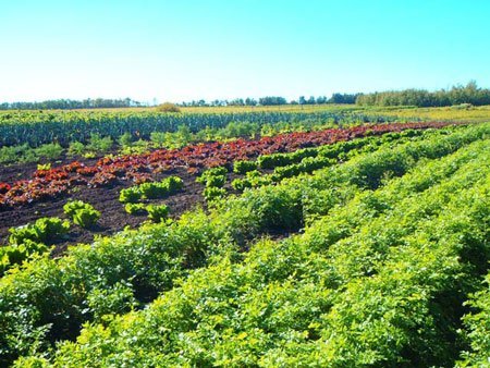 Lund's Organic Farm - Blush Lane