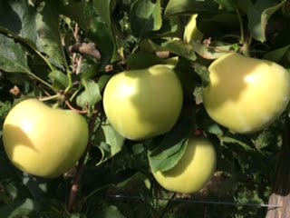 The Nelsons & Aurora Apples - Blush Lane
